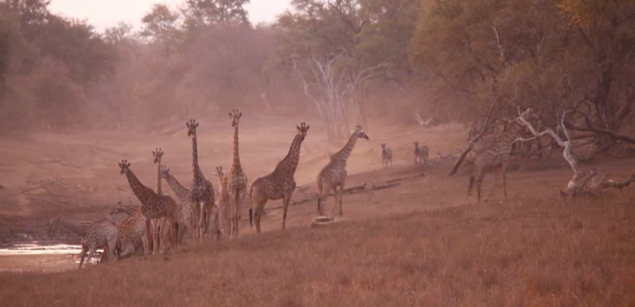 Home - John Sharp Safaris